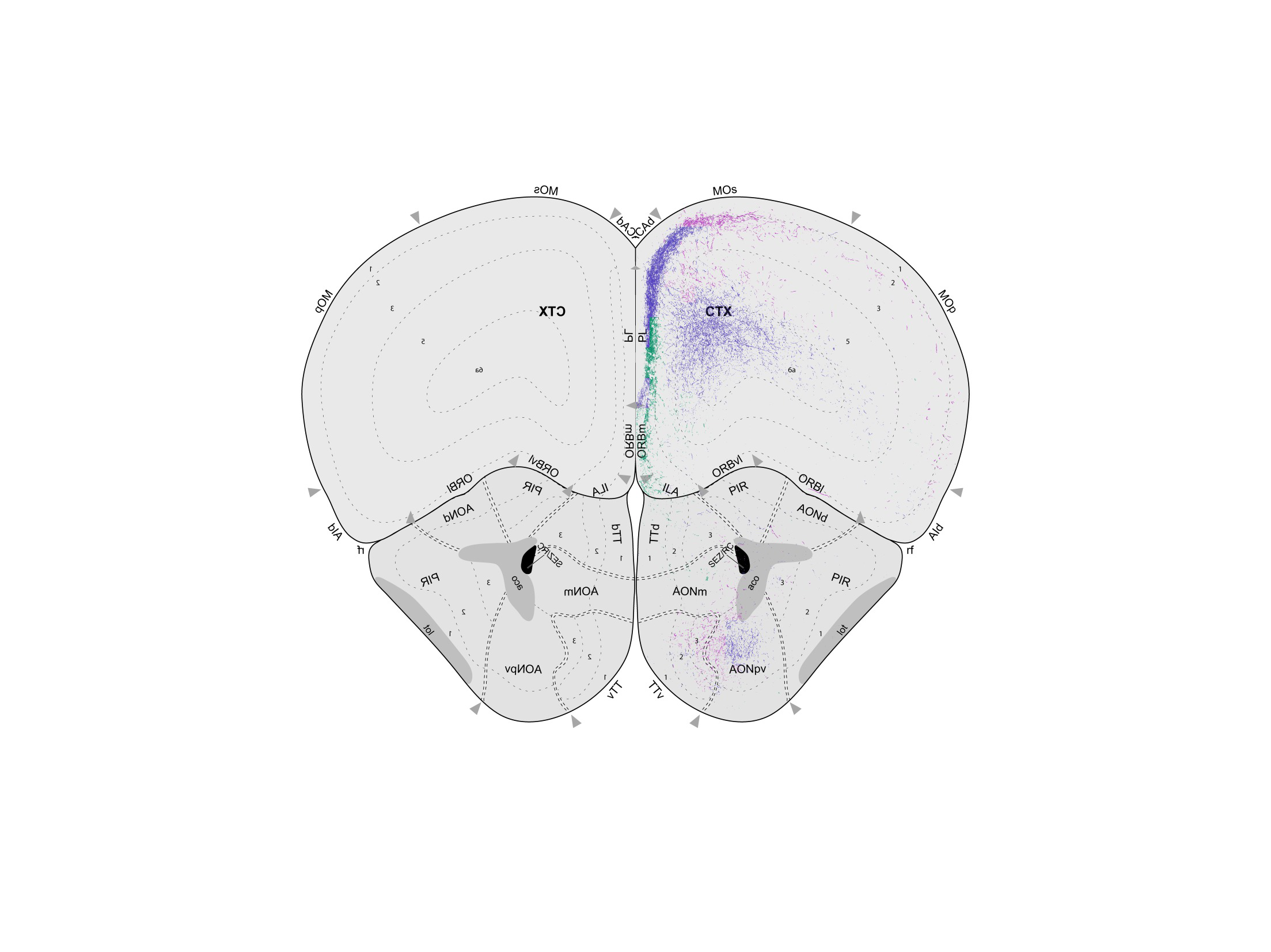 Basolateral Amygdala Networks